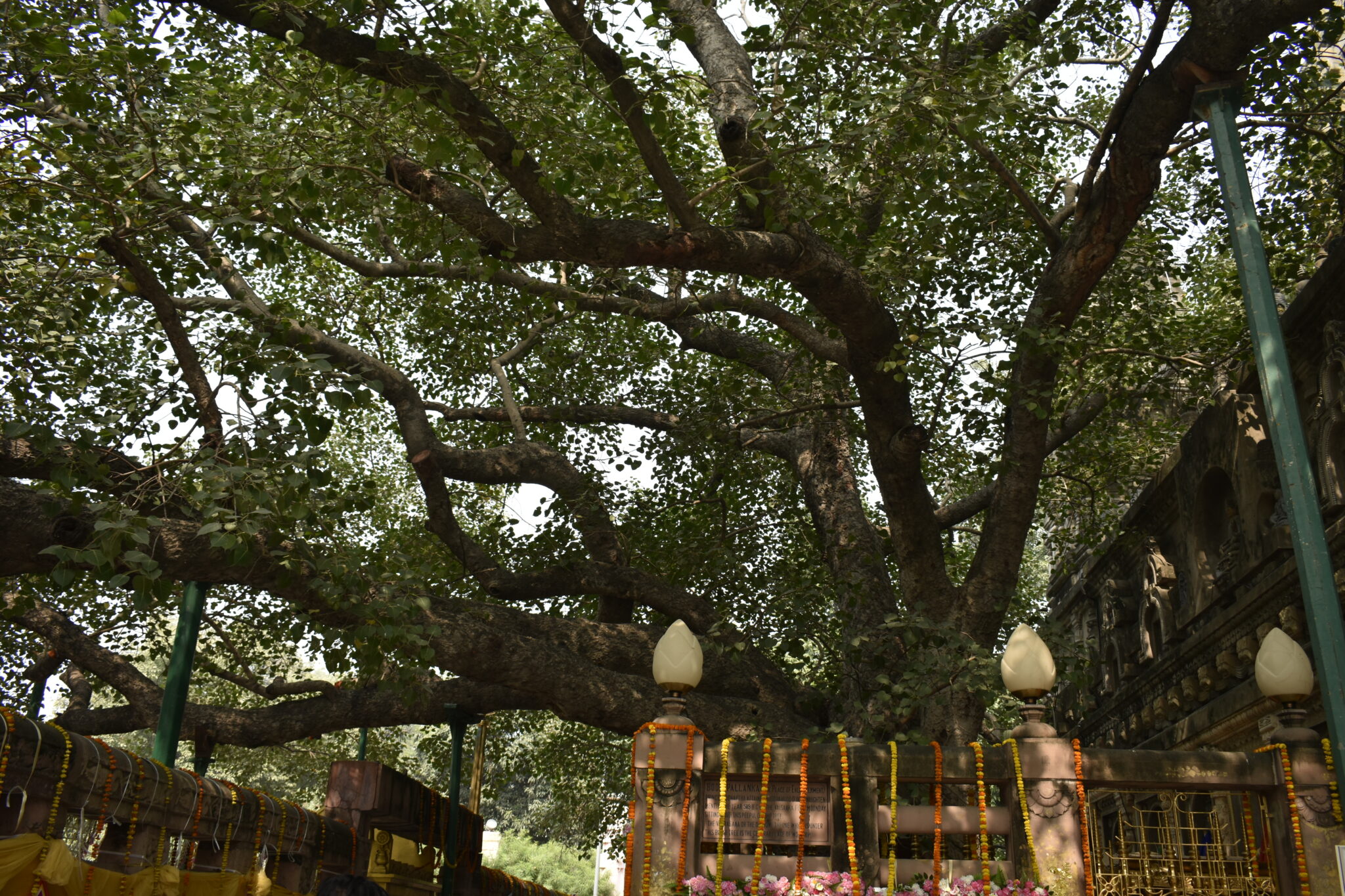 Bodhibaum in Bodhgaya, Buddhas Baum, Maha Bodhi Vriksha